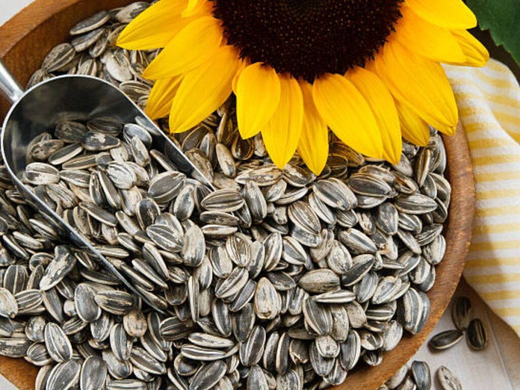 Why Do Baseball Players Chew Sunflower Seeds: The Secret Behind their ...